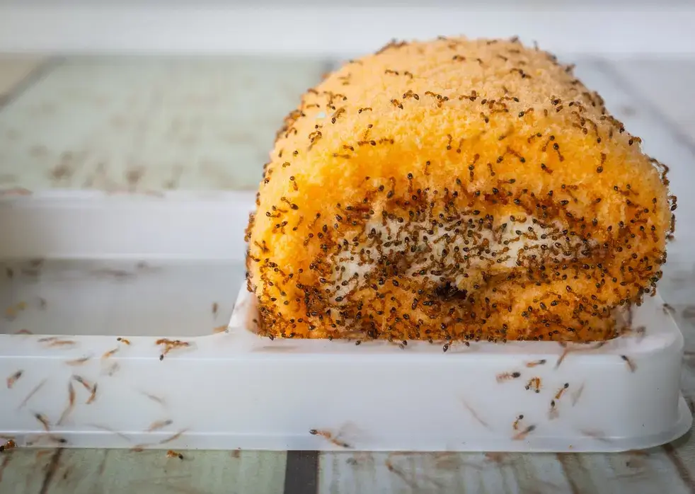 ZapTek Mosquito Zapper - Eliminate Mosquitoes in Minutes